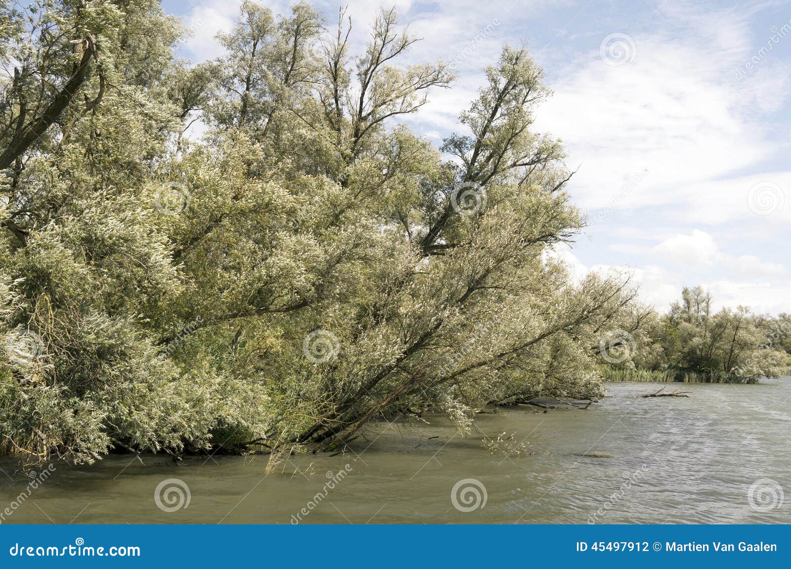 Willow trees. stock photo. Image of season, grove, ecology - 45497912