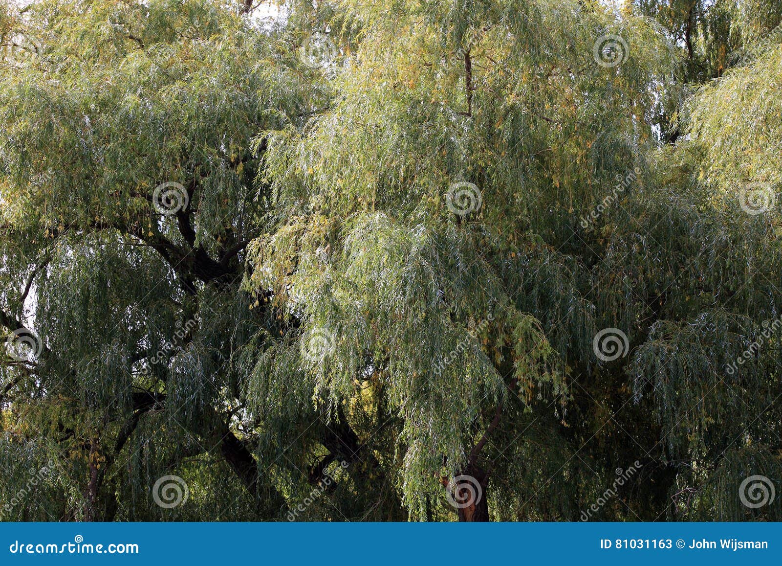 Willow Trees in Full Leaf in Autumn Stock Image - Image of water ...