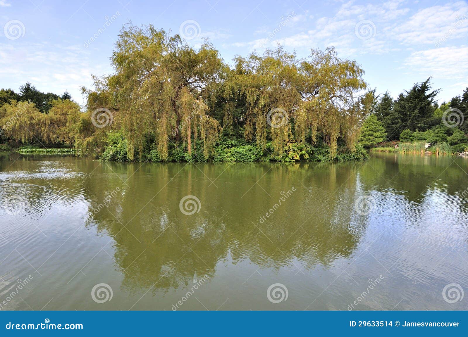 Willow Trees on an Island of a Lake Stock Photo - Image of island, lake ...