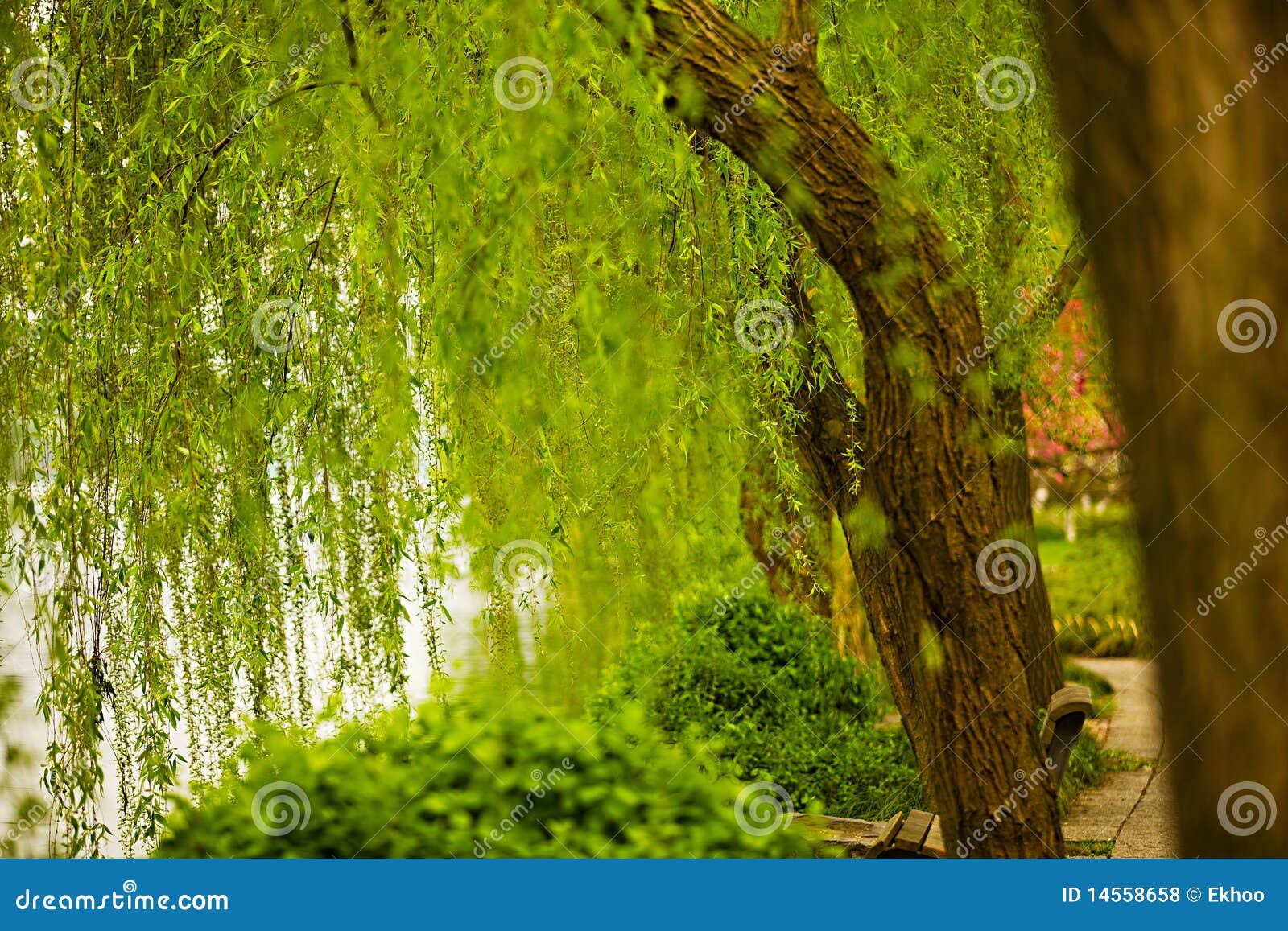 Willow Trees Stock Photo | CartoonDealer.com #83509824