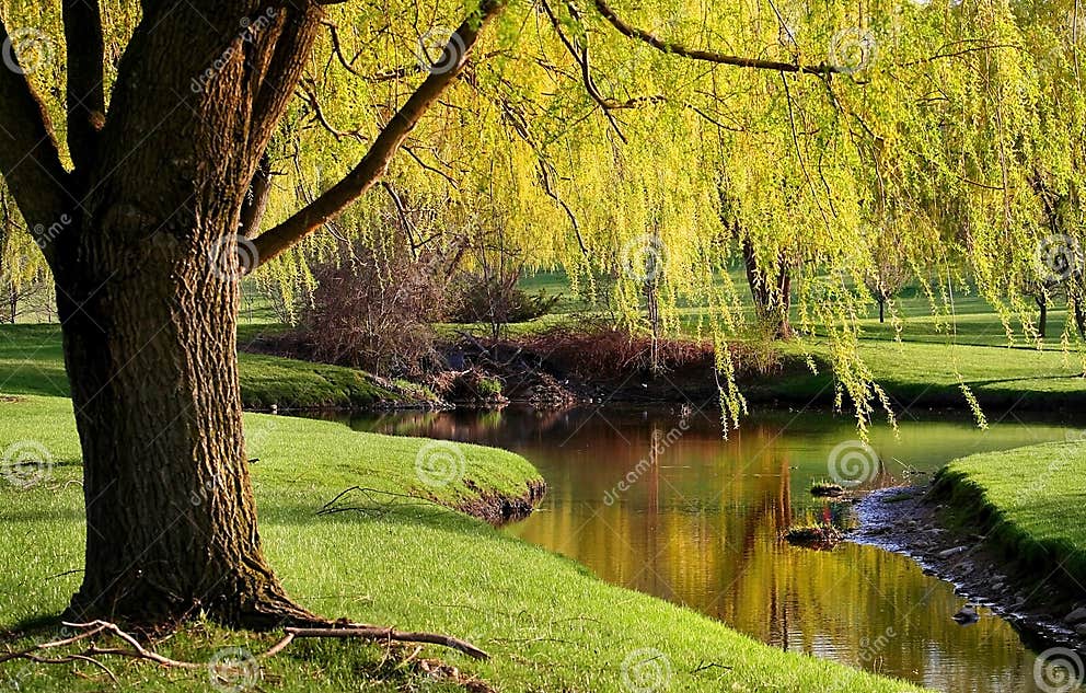 Willow Trees Landscape stock photo. Image of tree, countryside - 5026874