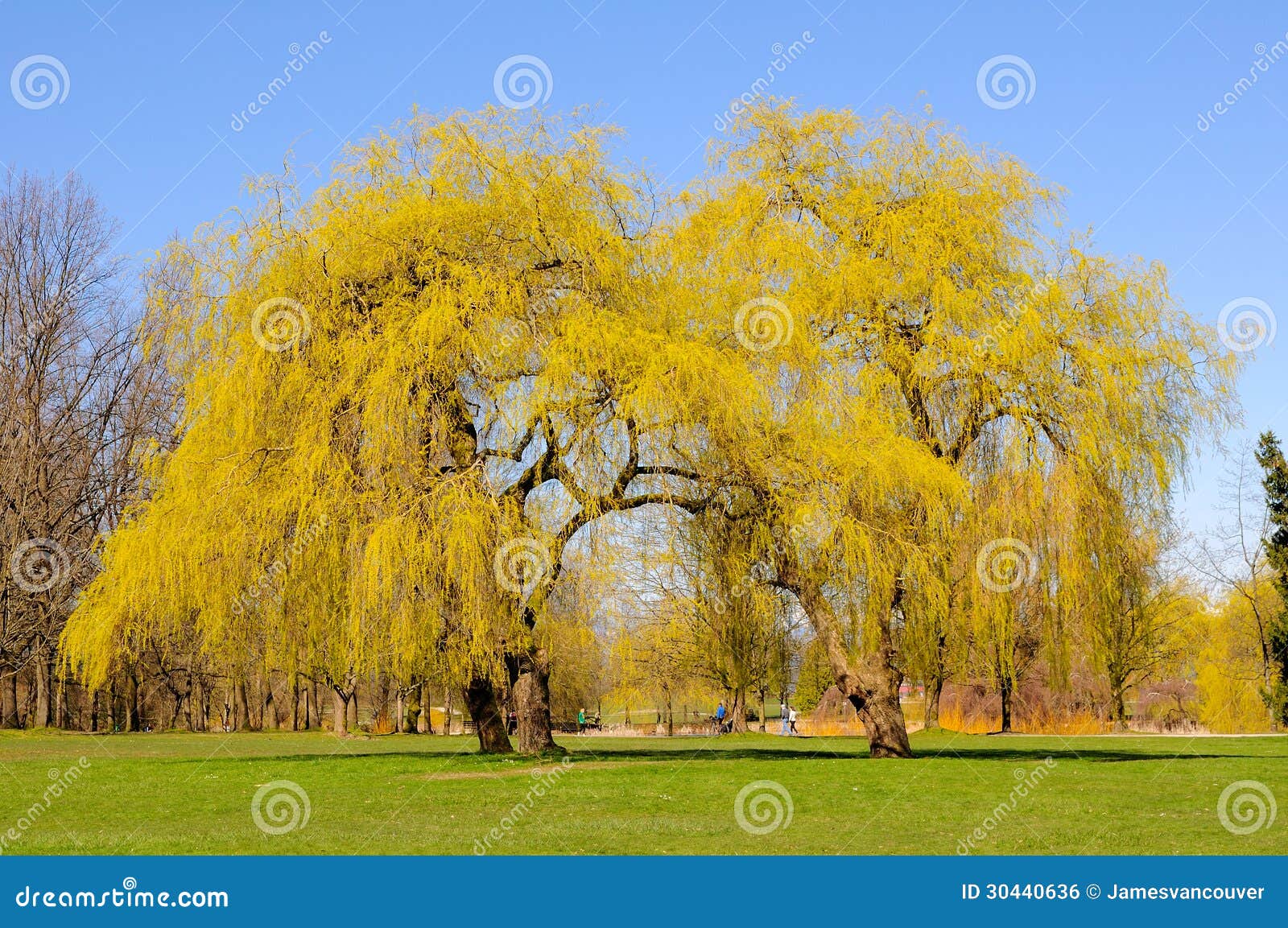 Willow Trees with New Leaves in a Park Stock Photo - Image of ...
