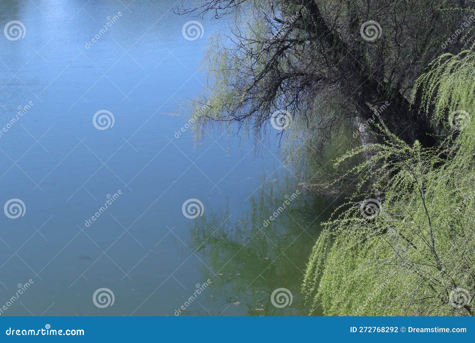 Willow Trees Next To a Lake Stock Photo - Image of green, metal: 272768292