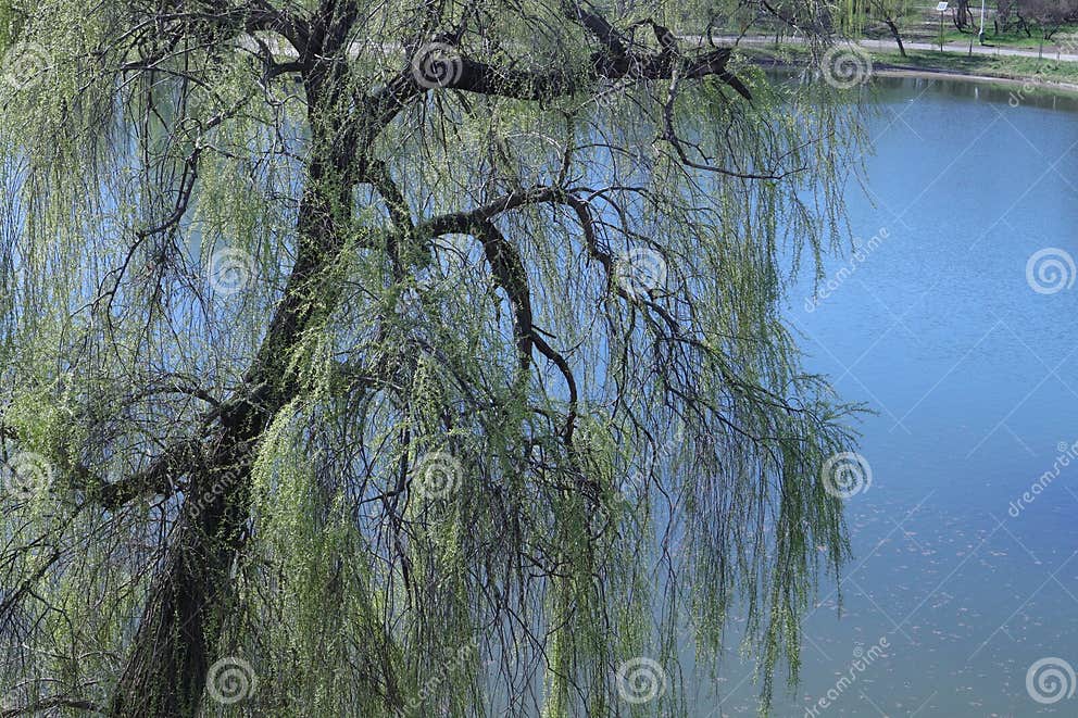 Willow Trees Next To a Lake Stock Image - Image of grass, crown: 272768299