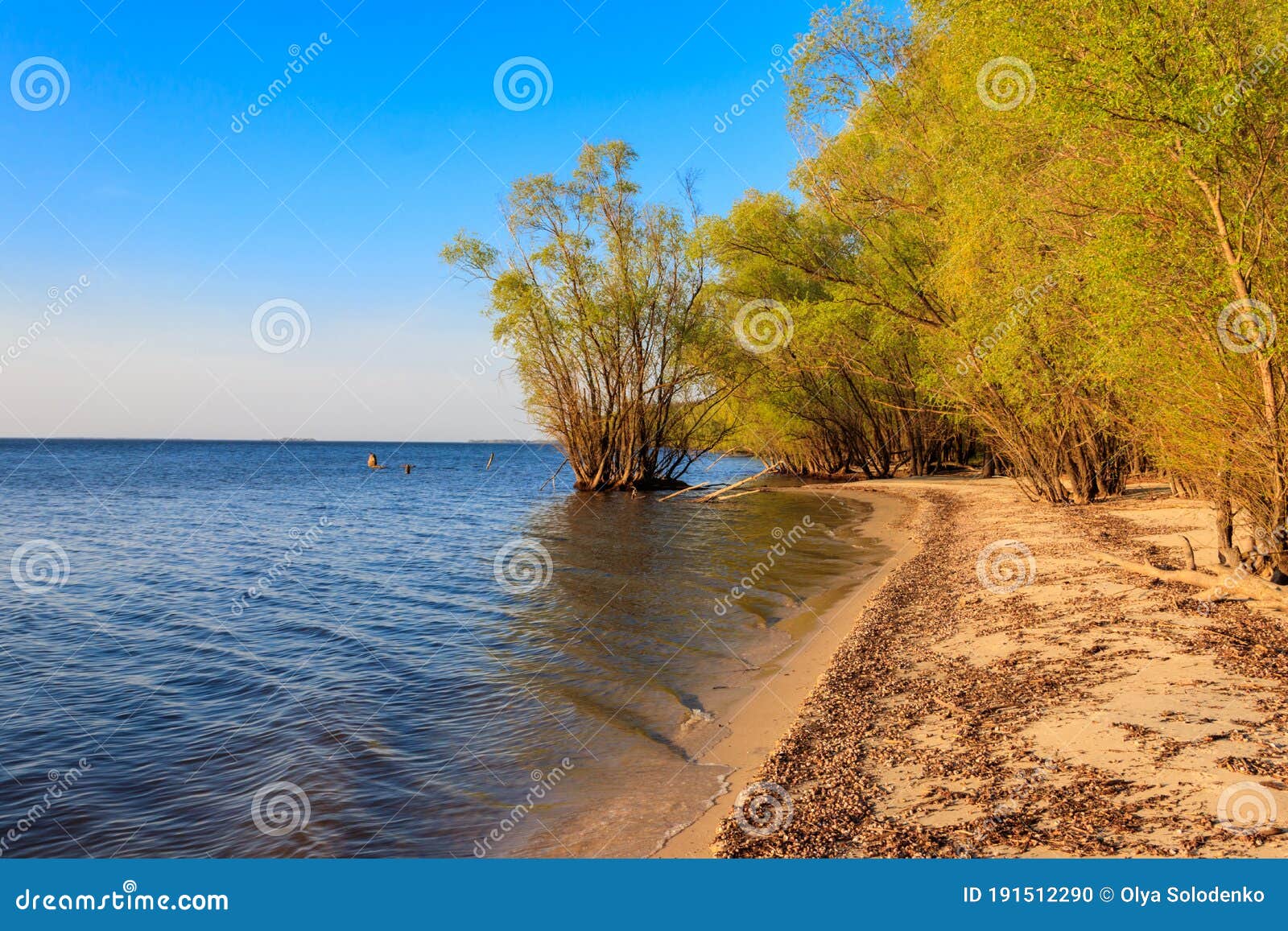Willow Trees on Shore of a Lake Stock Photo - Image of beautiful ...