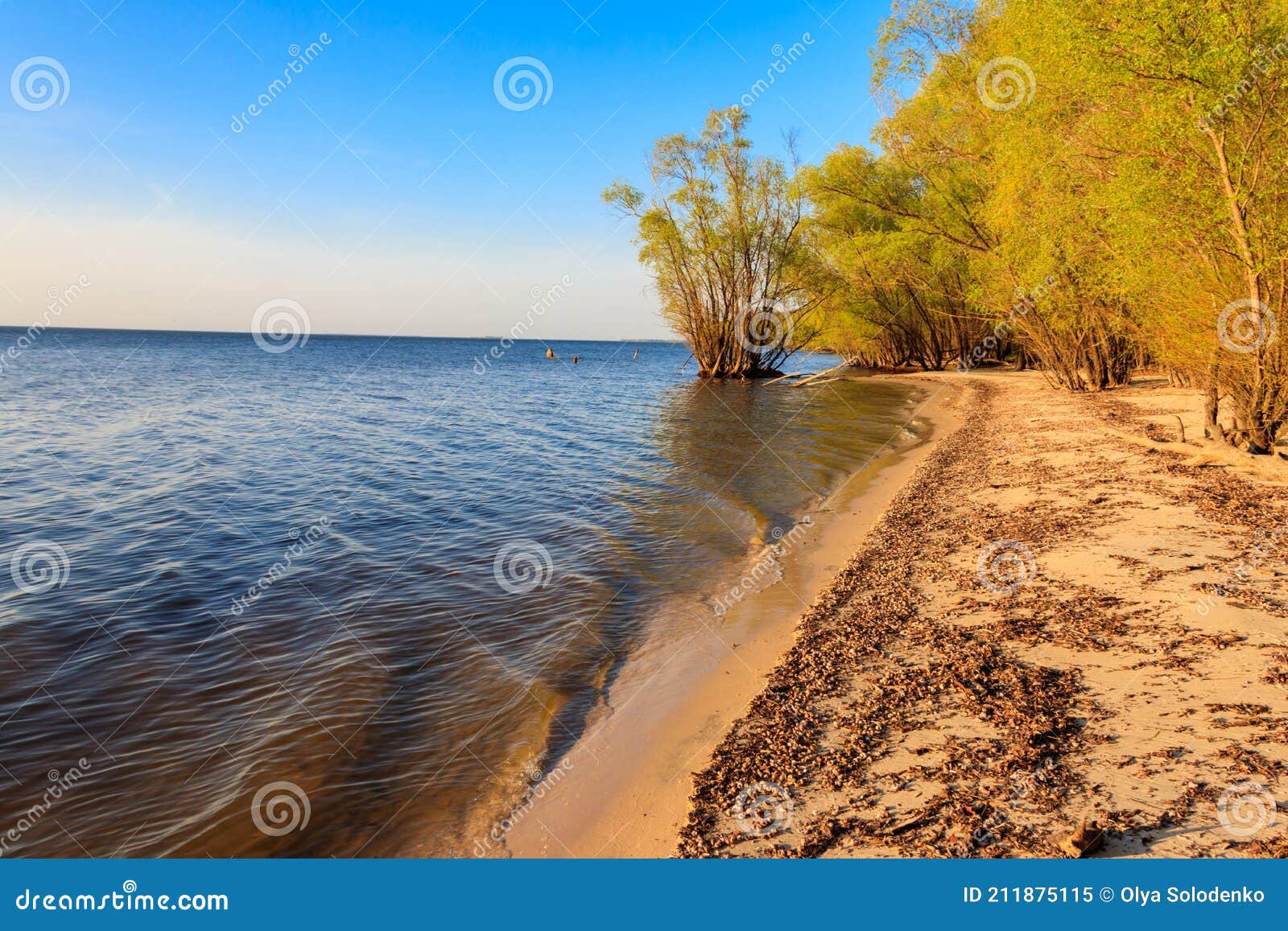 Willow Trees on the Shore of Lake Stock Image - Image of forest, coast ...