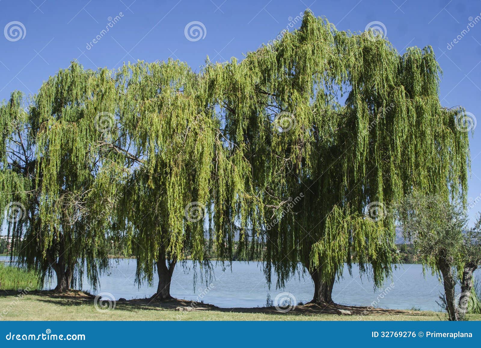 Willow trees, in the swamp stock photo. Image of life - 32769276