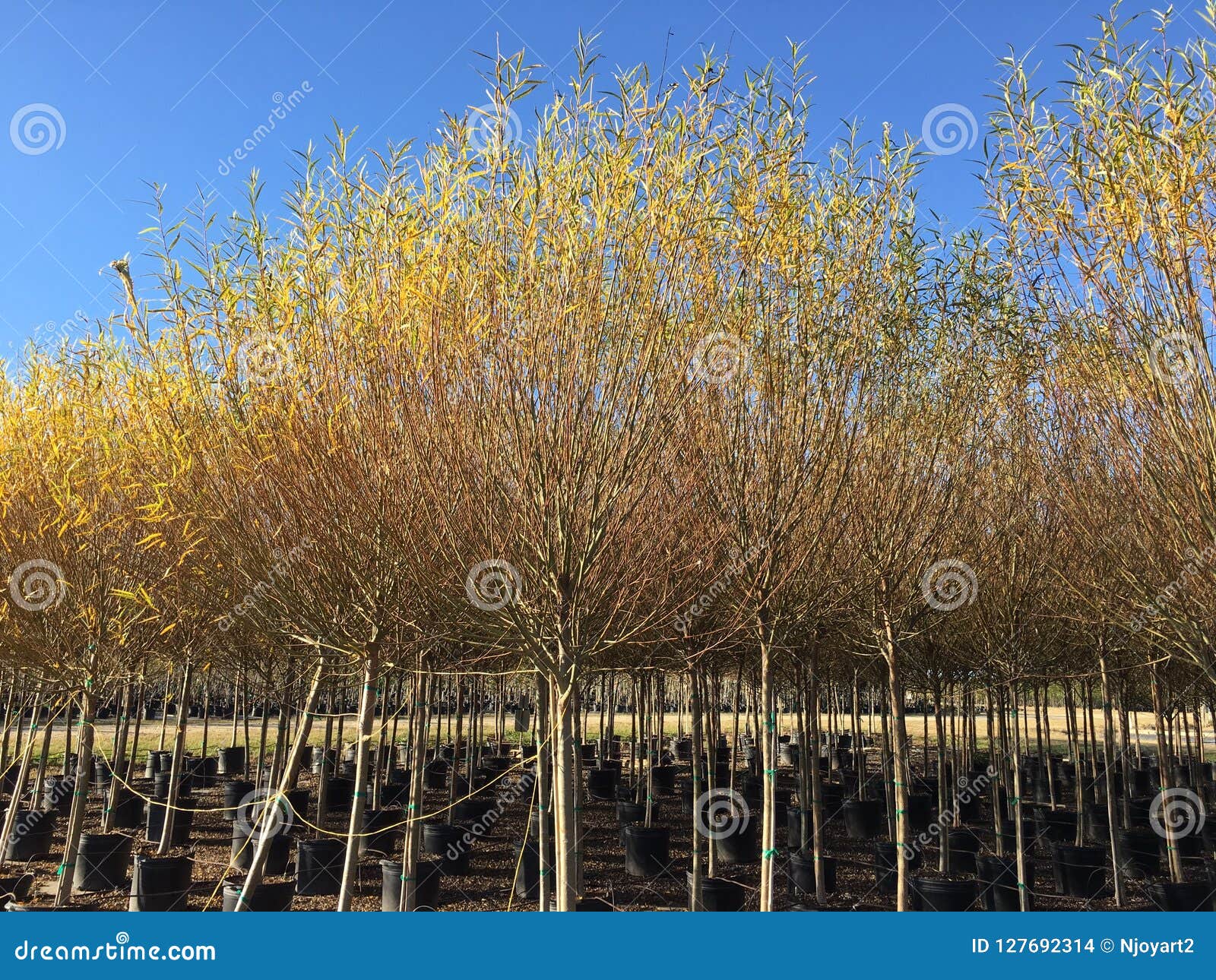 Rows of Willow Trees at Tree Farm Stock Photo - Image of rows, tops ...