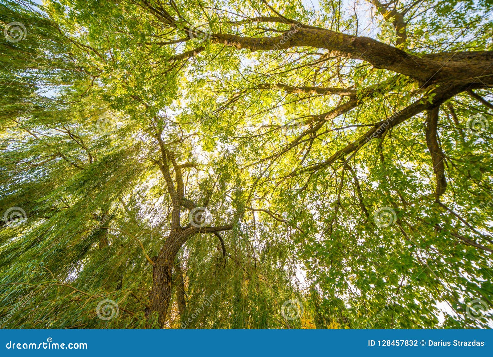Willow trees, wide angle stock photo. Image of leaf - 128457832