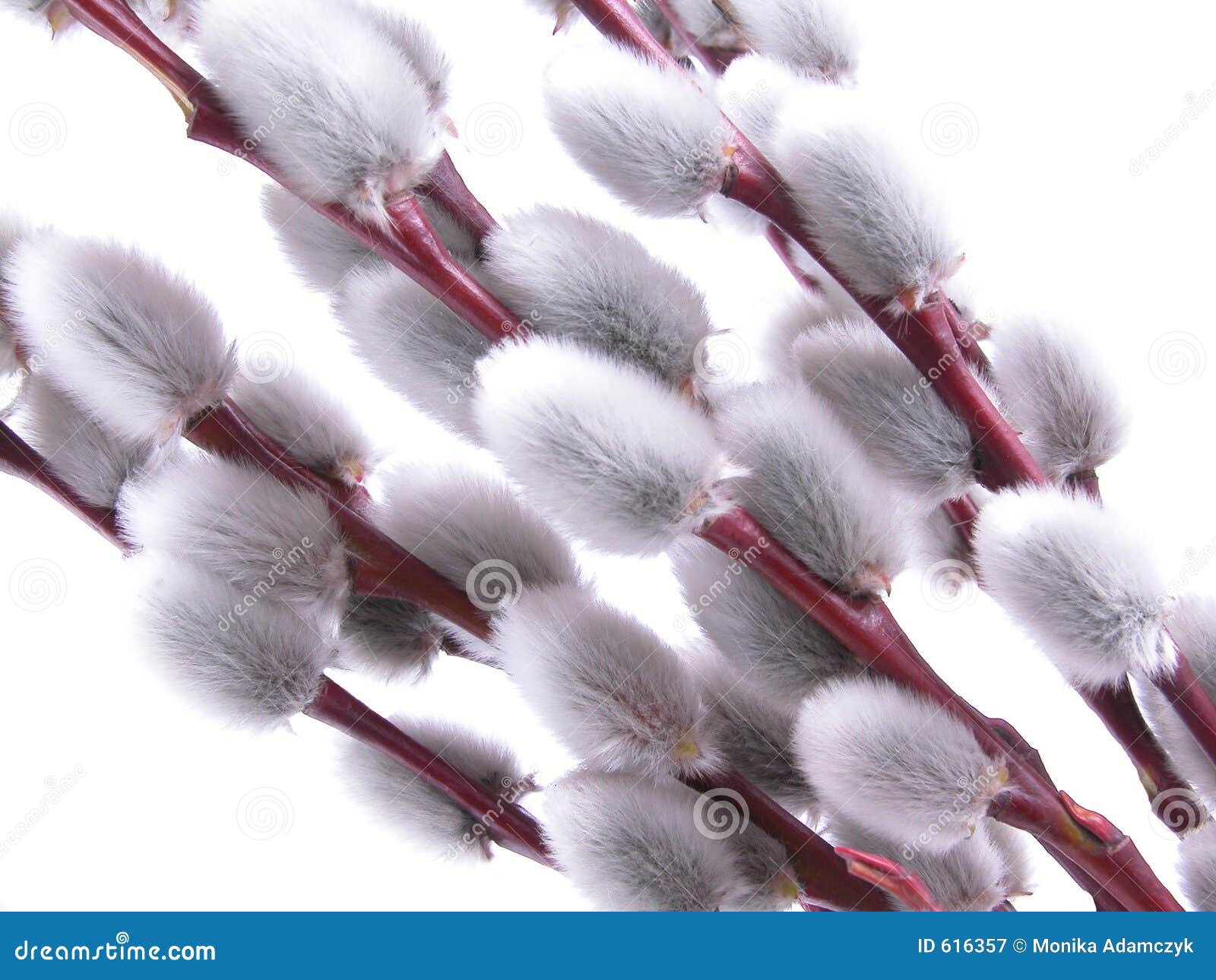 Willow twig stock image. Image of soft, fuzzy, blossom - 616357