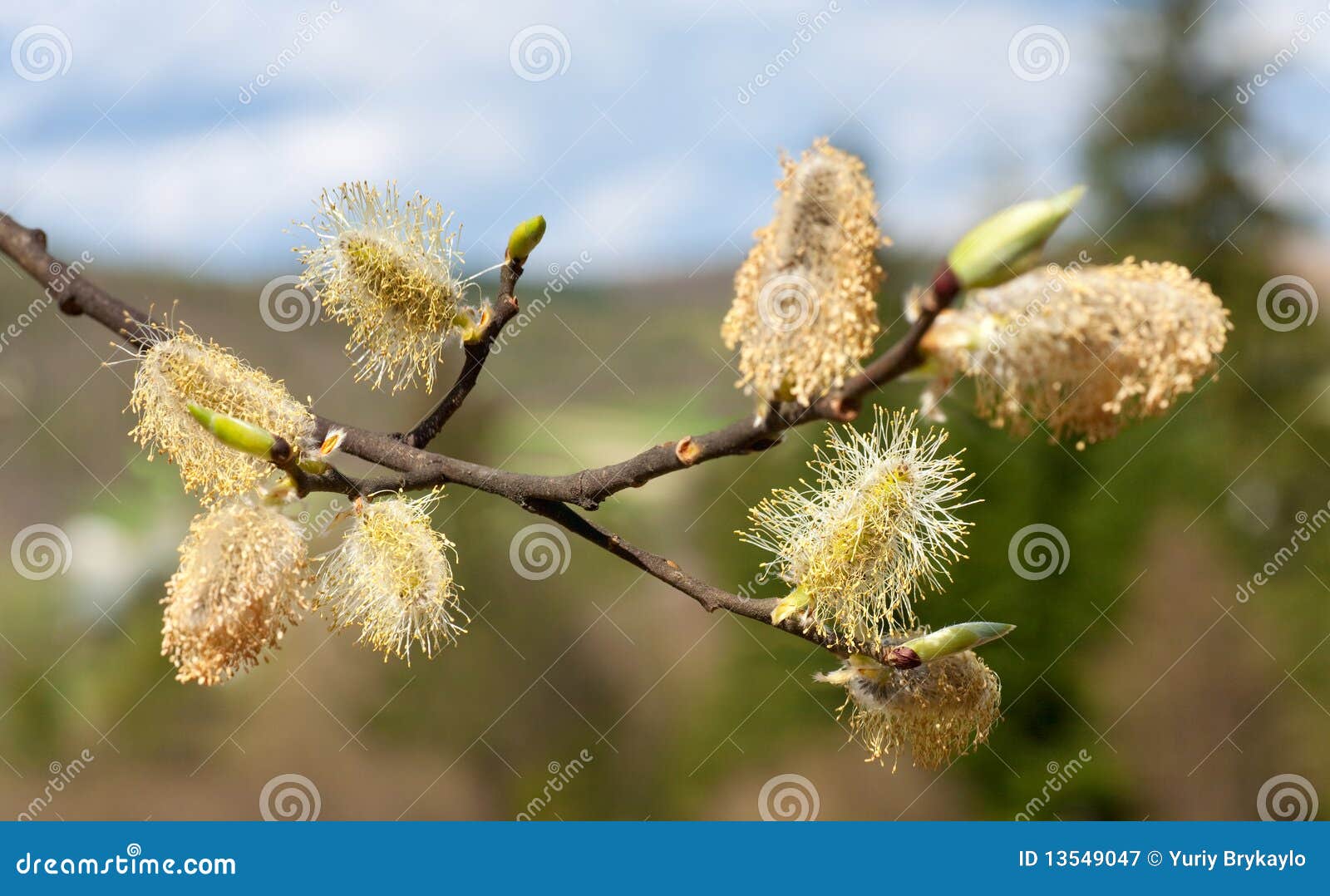 Willow twig with buds stock image. Image of closeup, blossom - 13549047