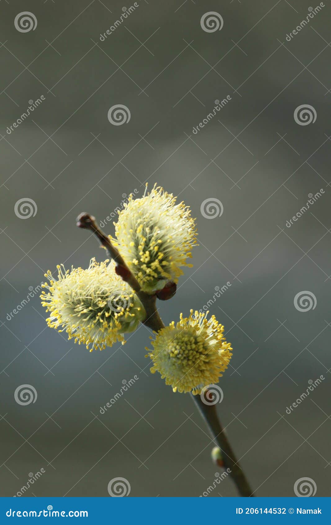Willow Twig in the Forest with Loose Buds, Easter Sunday Stock Photo ...