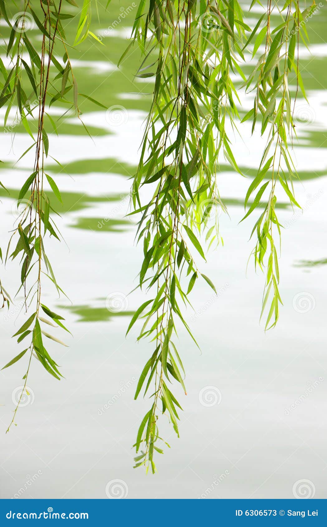 Willow Twig and Leaves in Spring Stock Image - Image of leaf, beautiful ...