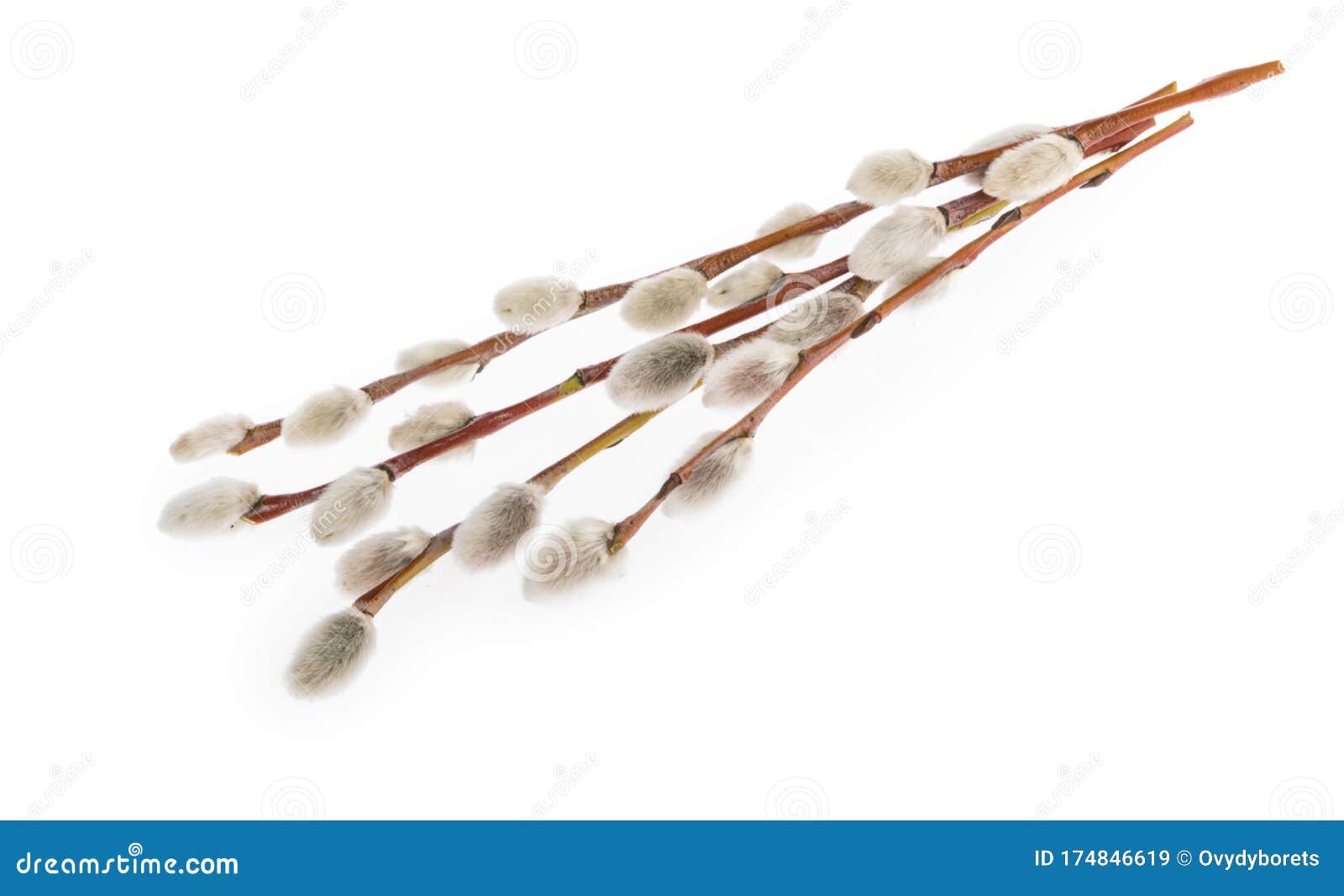 Willow Twigs Isolated on White Background Stock Image - Image of ...