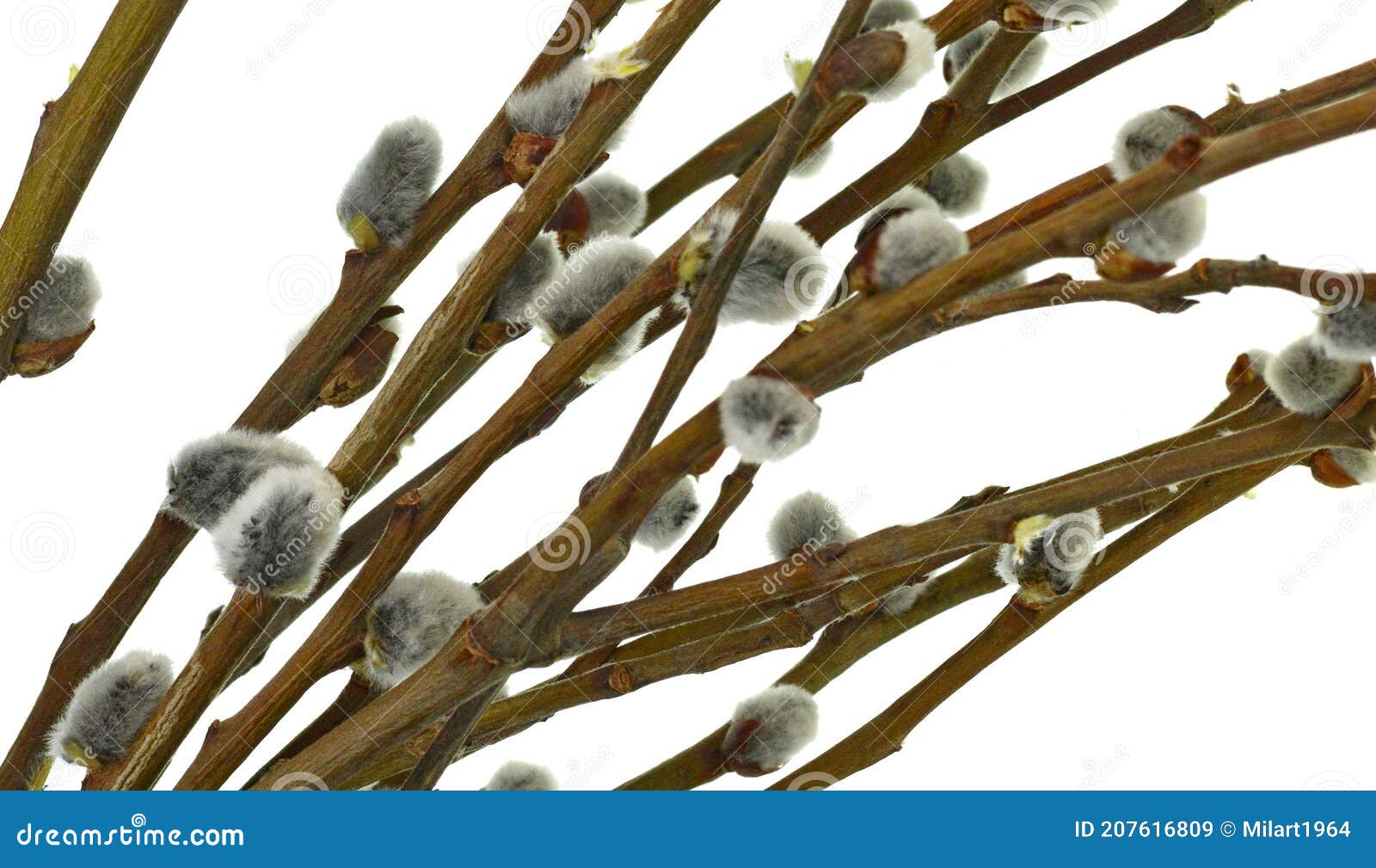 Willow Twigs Isolated on White without Shadow. Stock Image - Image of ...