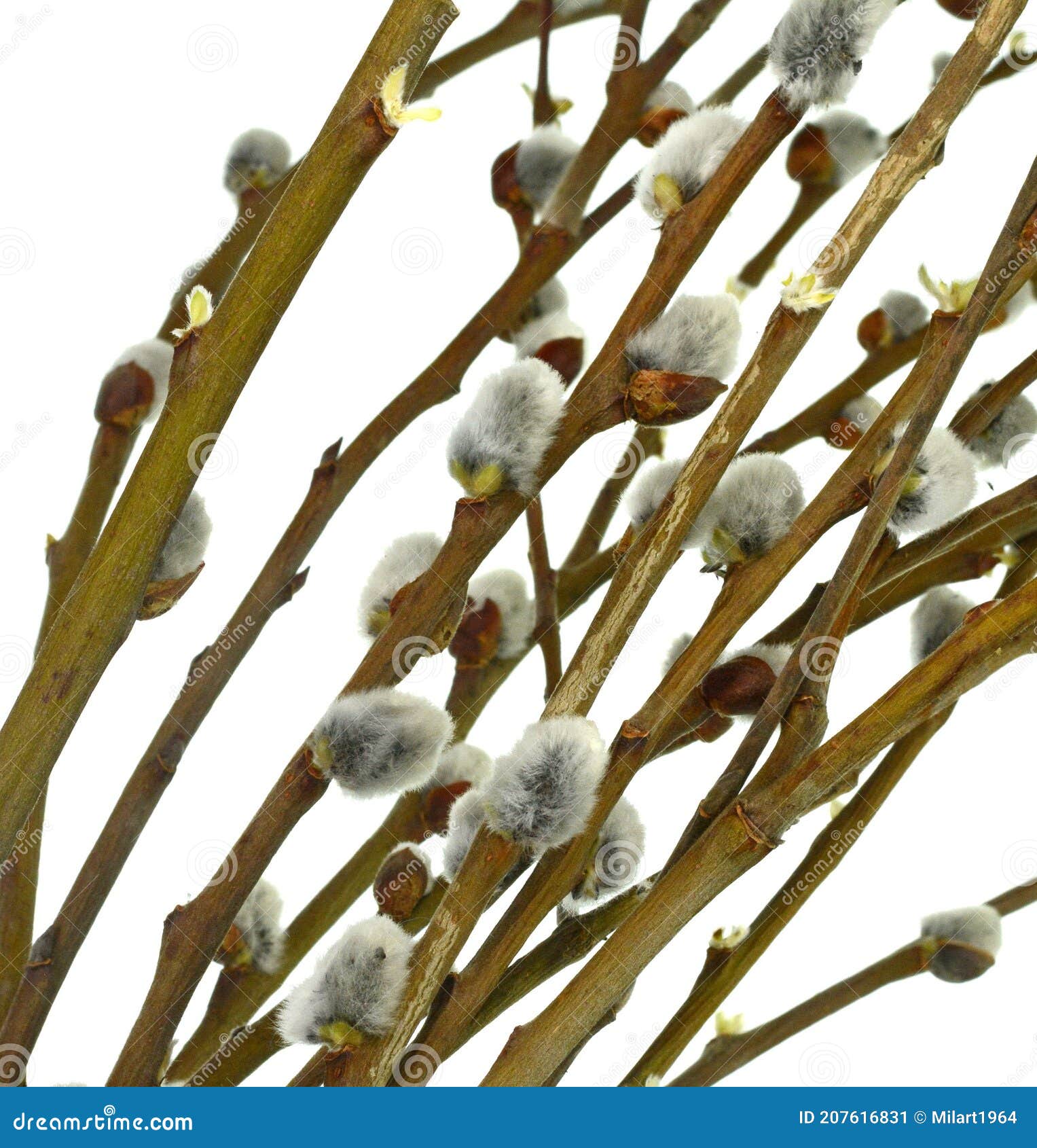 Willow Twigs Isolated on White without Shadow. Stock Image - Image of ...