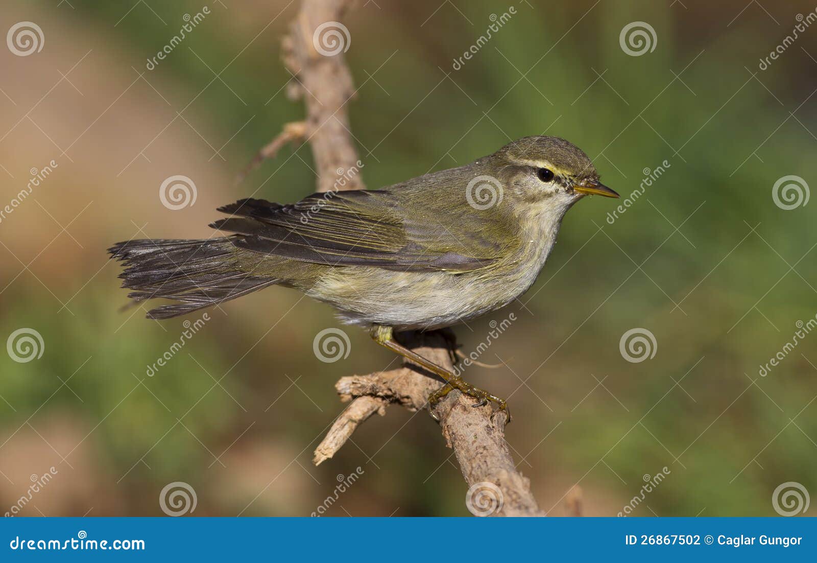 Willow Warbler stock photo. Image of cirl, king, masked - 26867502