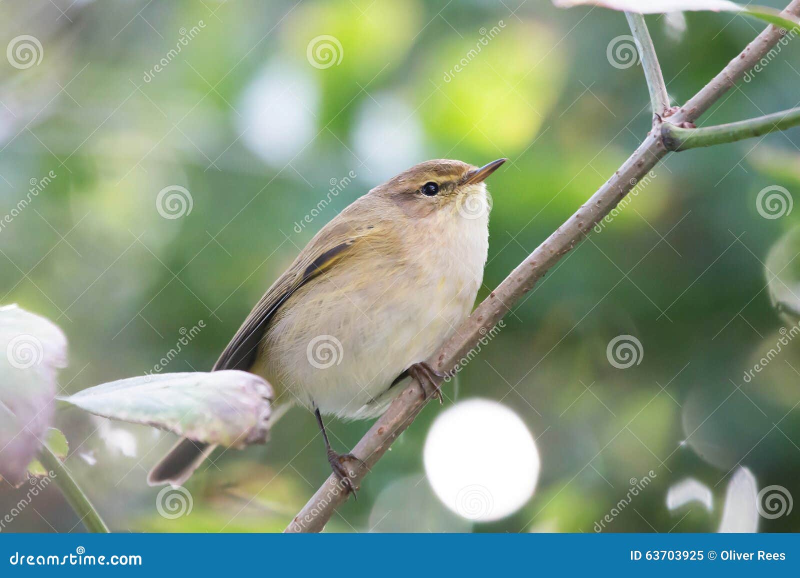 Willow Warbler Chiffchaff Perched on Branch Stock Image - Image of ...