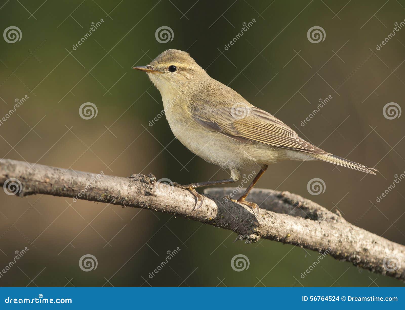 Willow Warbler (Phylloscopus Trochilus) Stock Photo - Image of outdoors ...