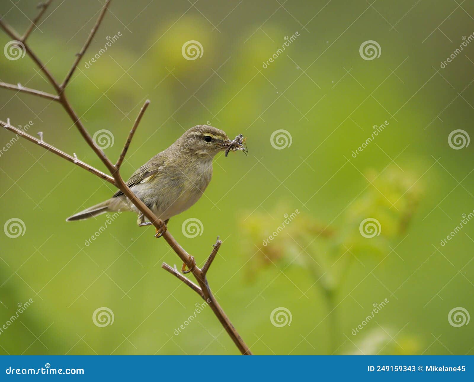 Willow Warbler, Phylloscopus Trochilus Stock Image - Image of trochilus ...
