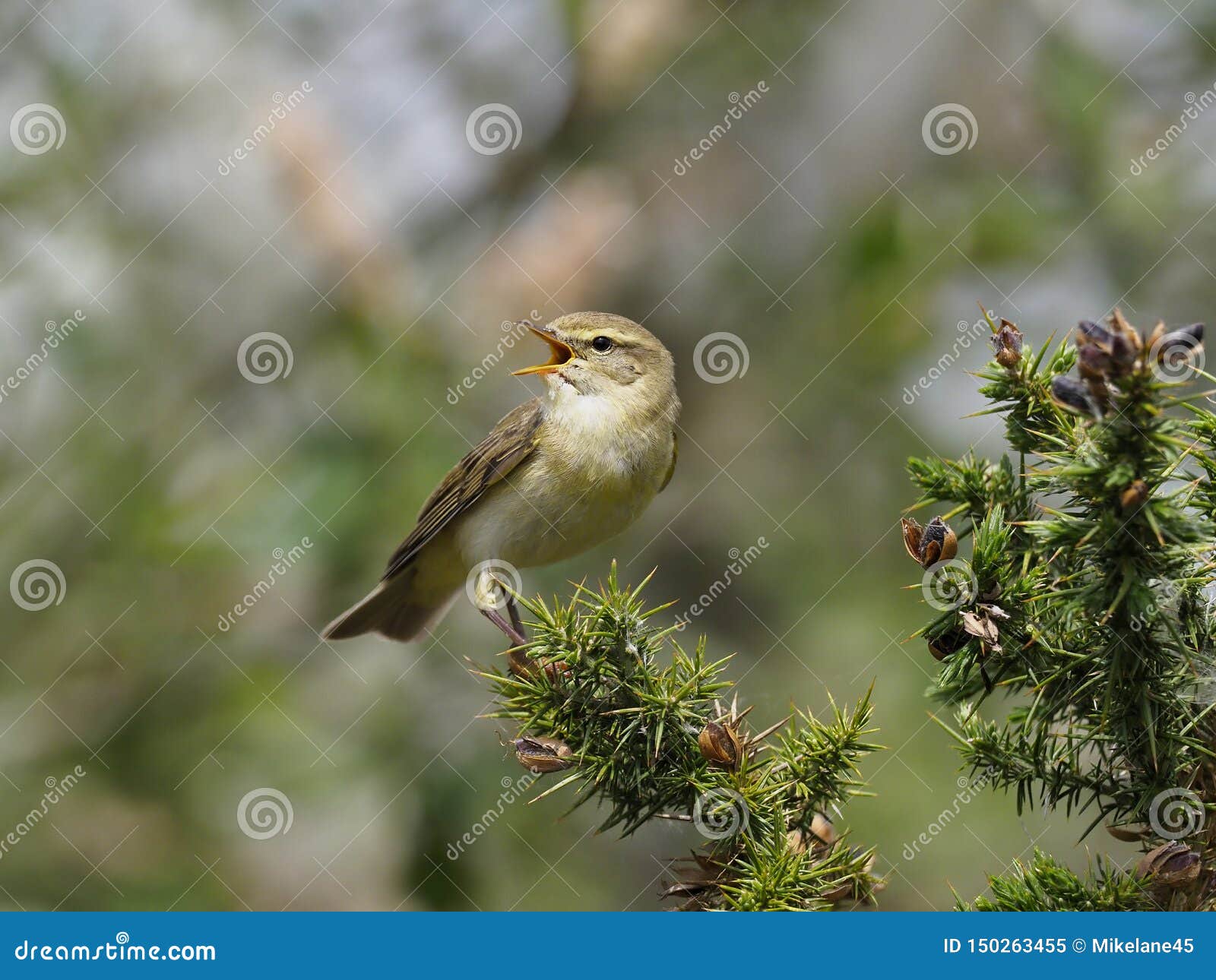 Willow Warbler, Phylloscopus Trochilus Stock Image - Image of willow ...