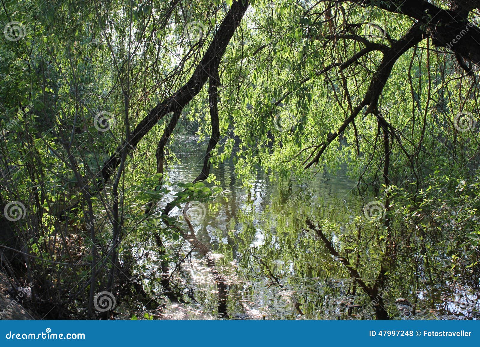 Willow in the water stock photo. Image of green, environment - 47997248