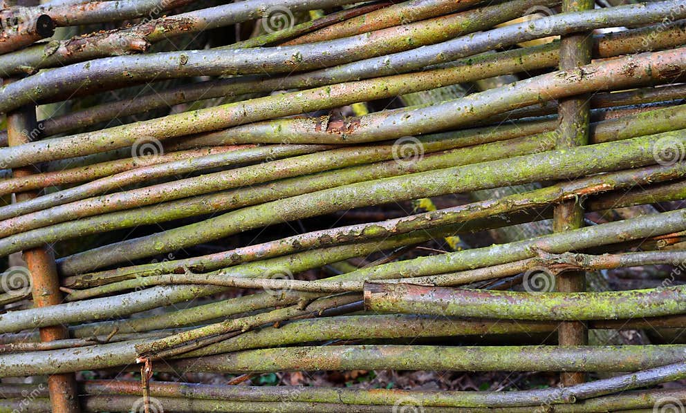 Willow Weave Hedge Background. Stock Photo - Image of craft, crafts ...