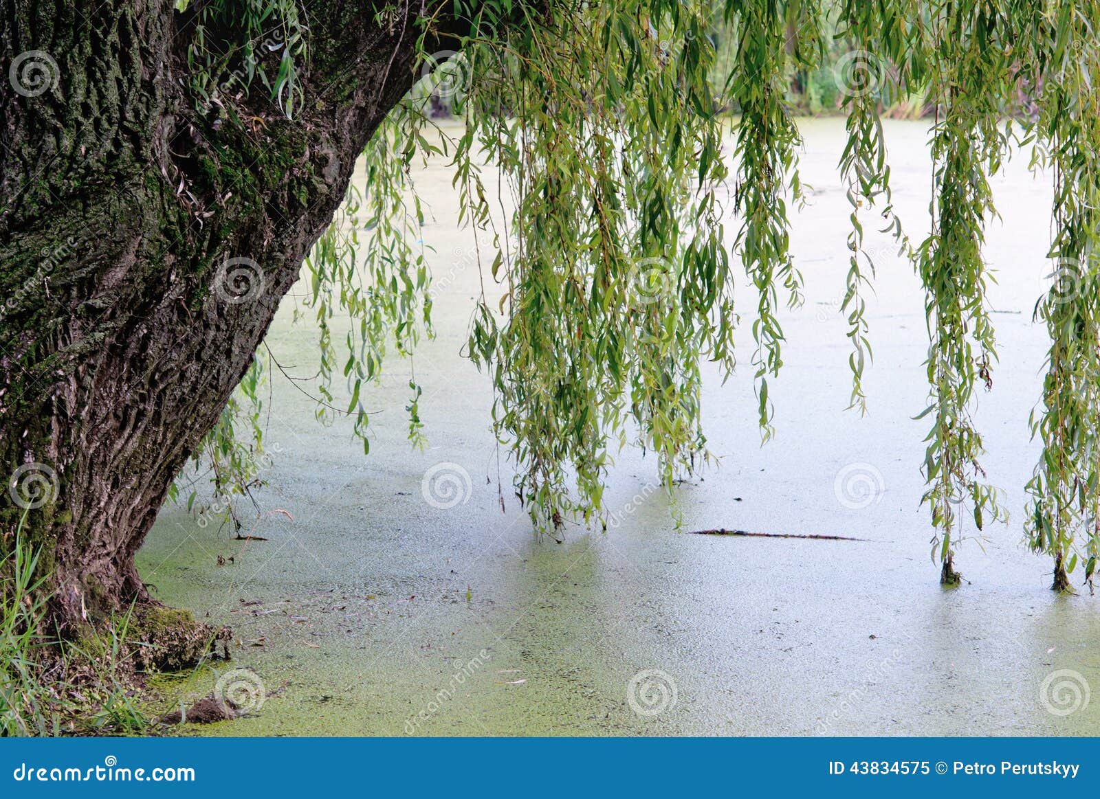Willow Stock Photo - Image: 43834575