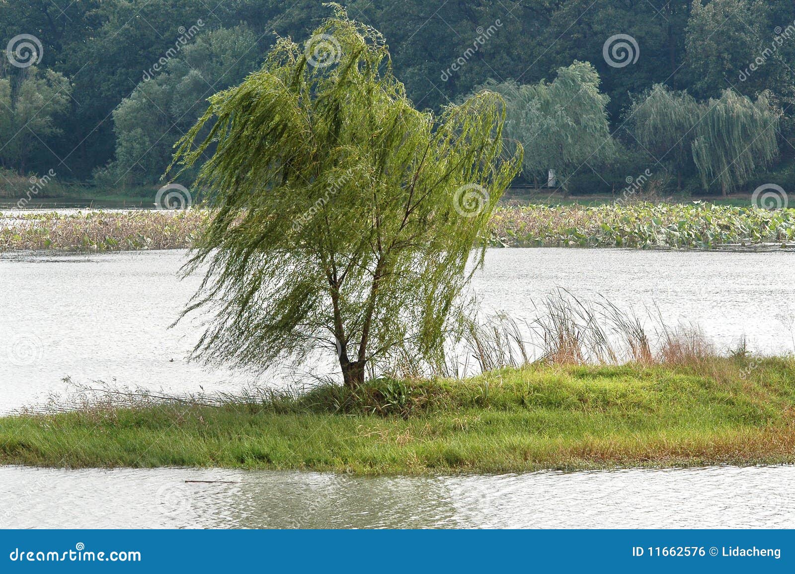 Willow in the wind stock photo. Image of grass, river - 11662576