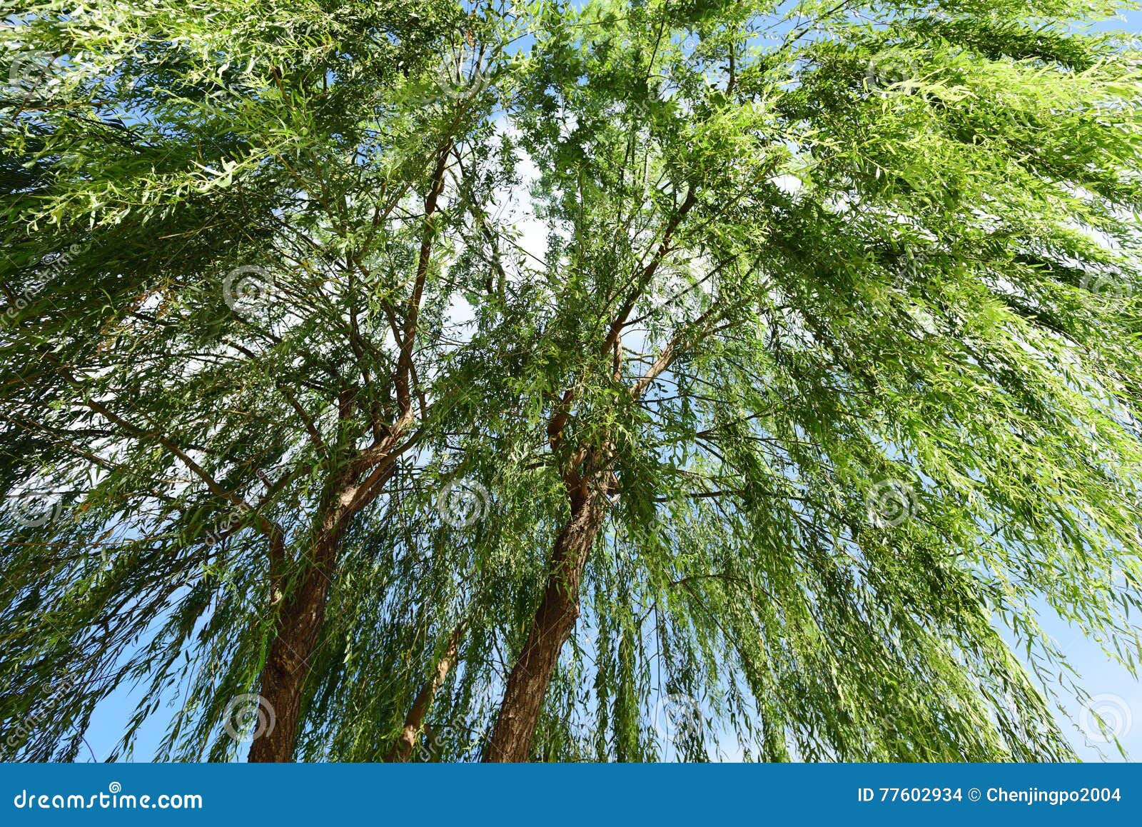 Willow stock photo. Image of grow, color, autumn, garden - 77602934