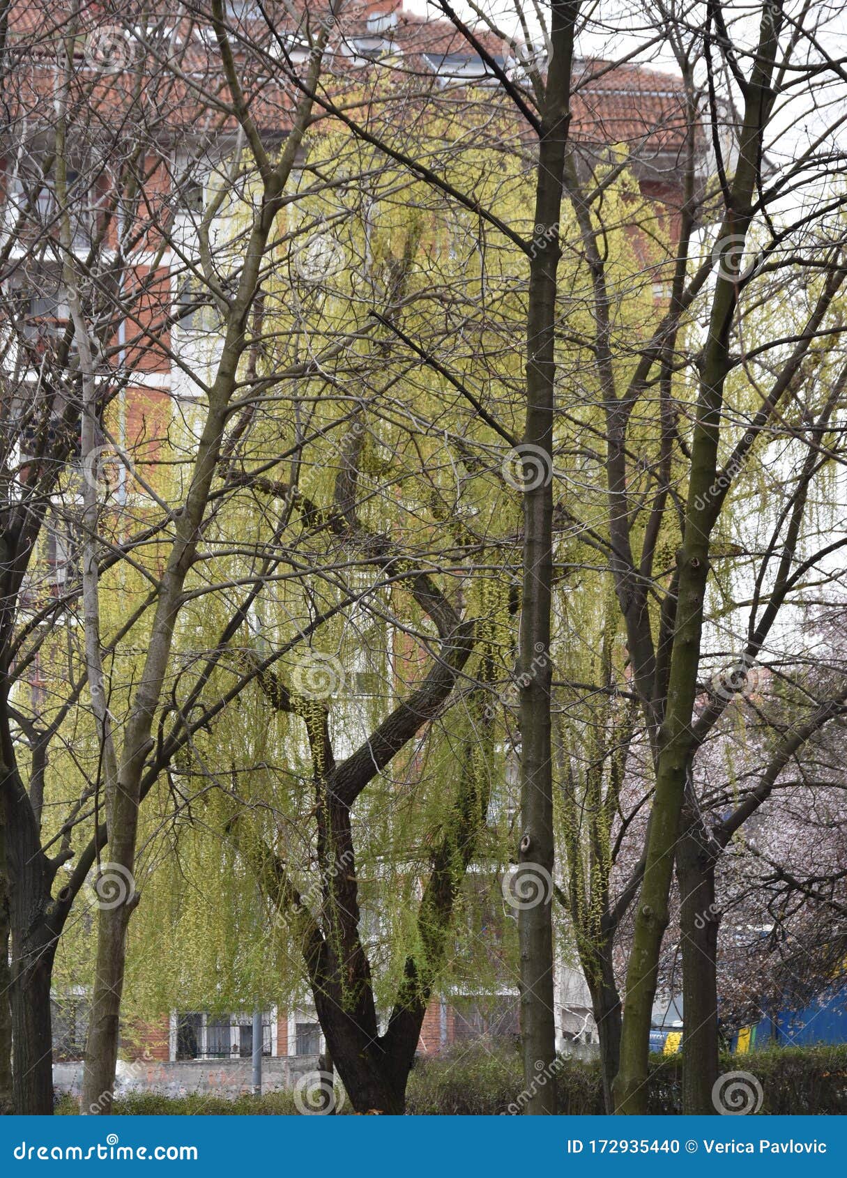 Willow with Young Spring Leaves among Leafless Trees Stock Photo ...
