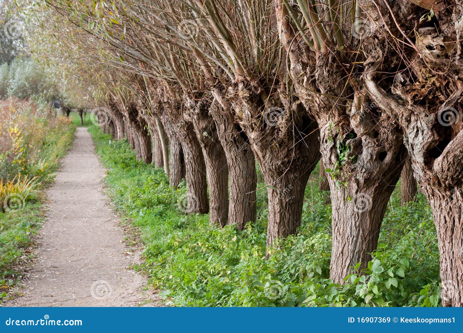 Willows stock image. Image of tree, leaf, path, nature - 16907369