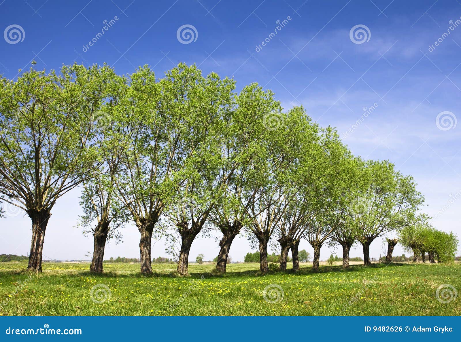 Willows stock photo. Image of country, clear, countryside - 9482626