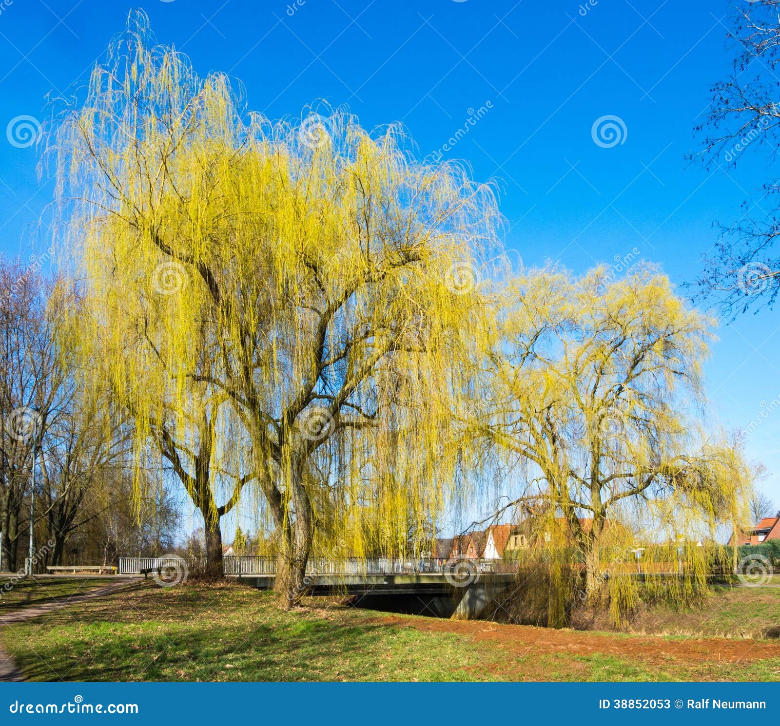 Willows at a creek stock image. Image of salix, water - 38852053