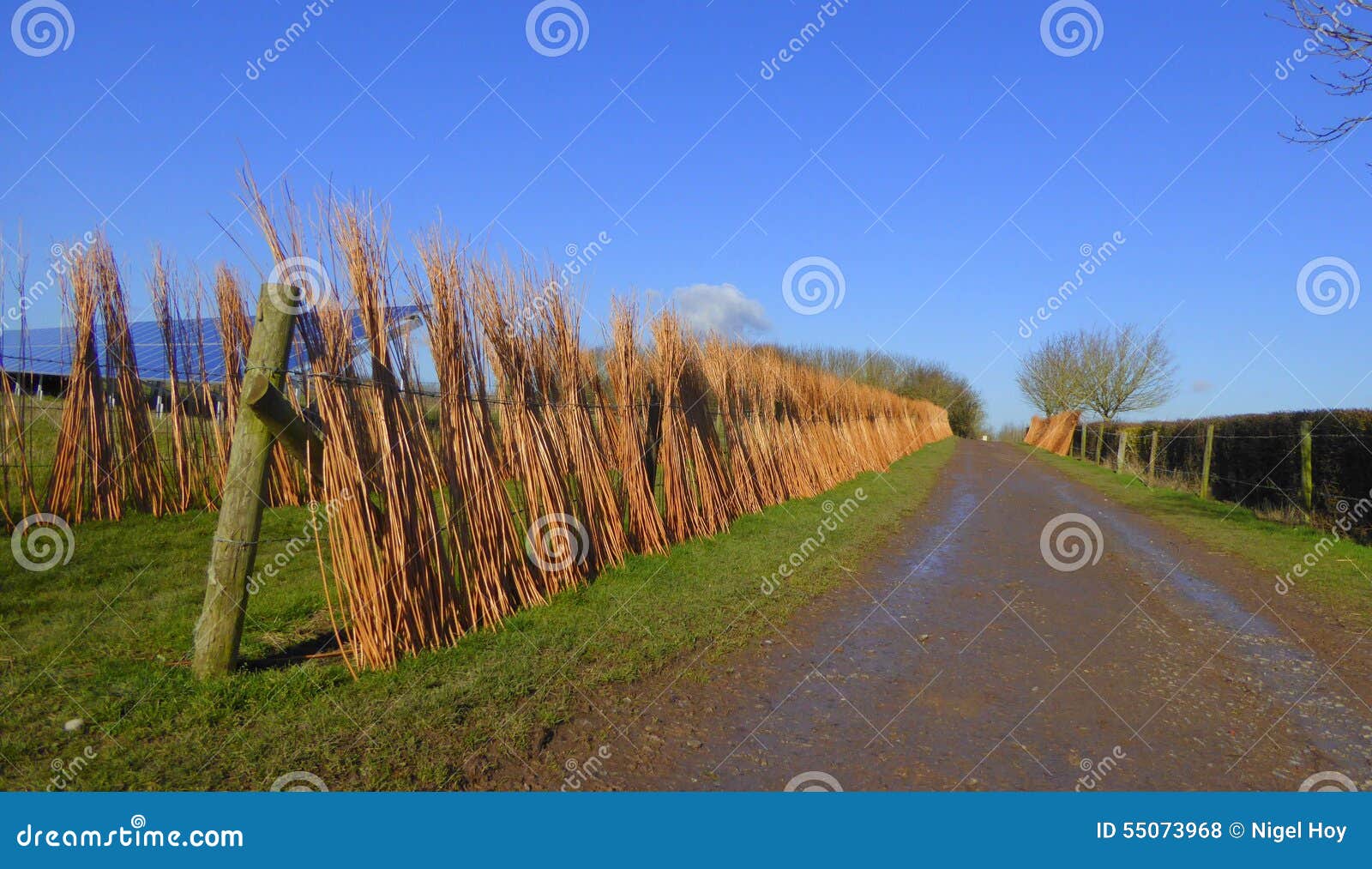 Willow Canes Drying in the Sun Stock Photo - Image of drying, england ...