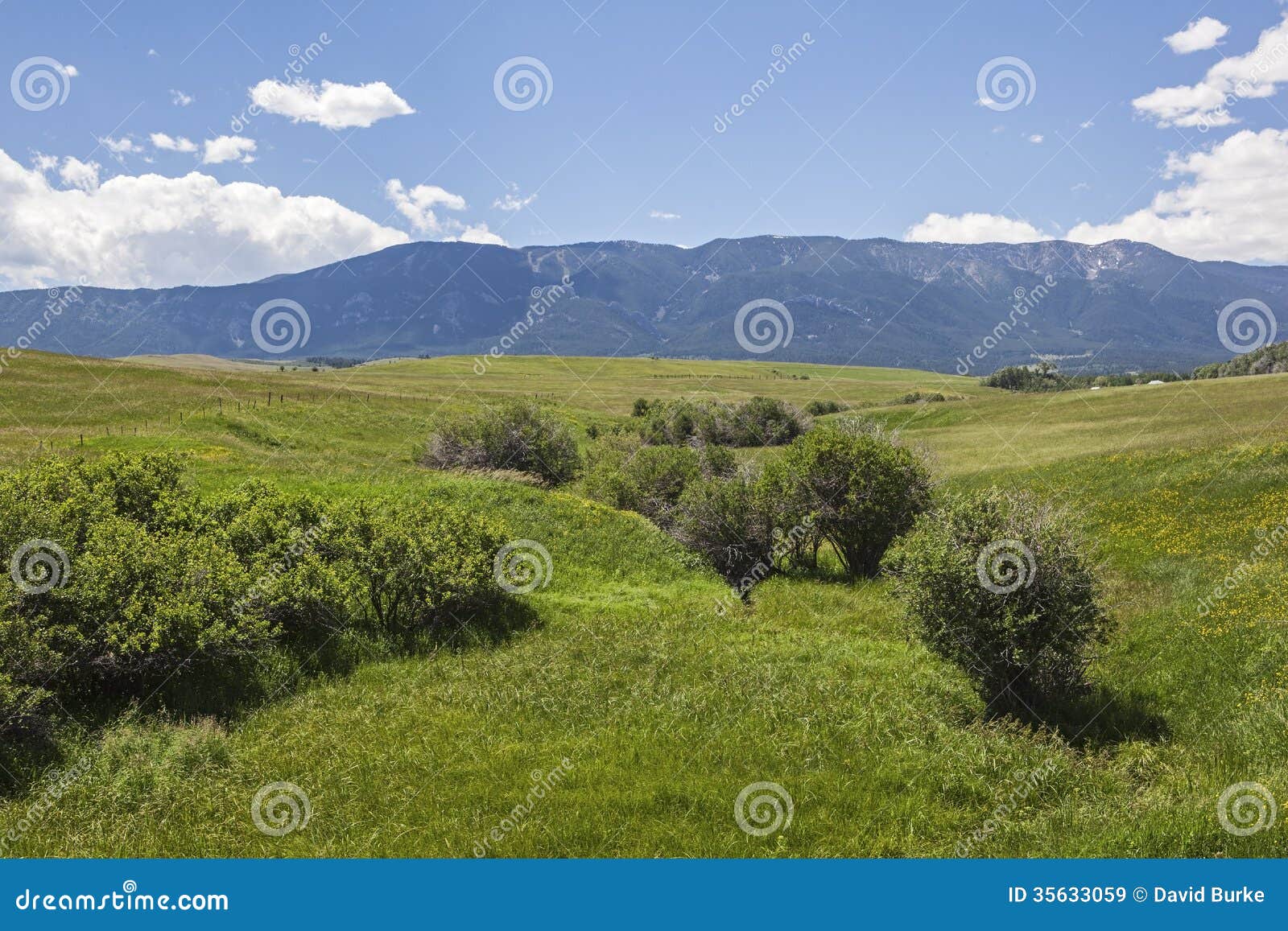 Willows and mountains stock image. Image of peaks, landscape - 35633059