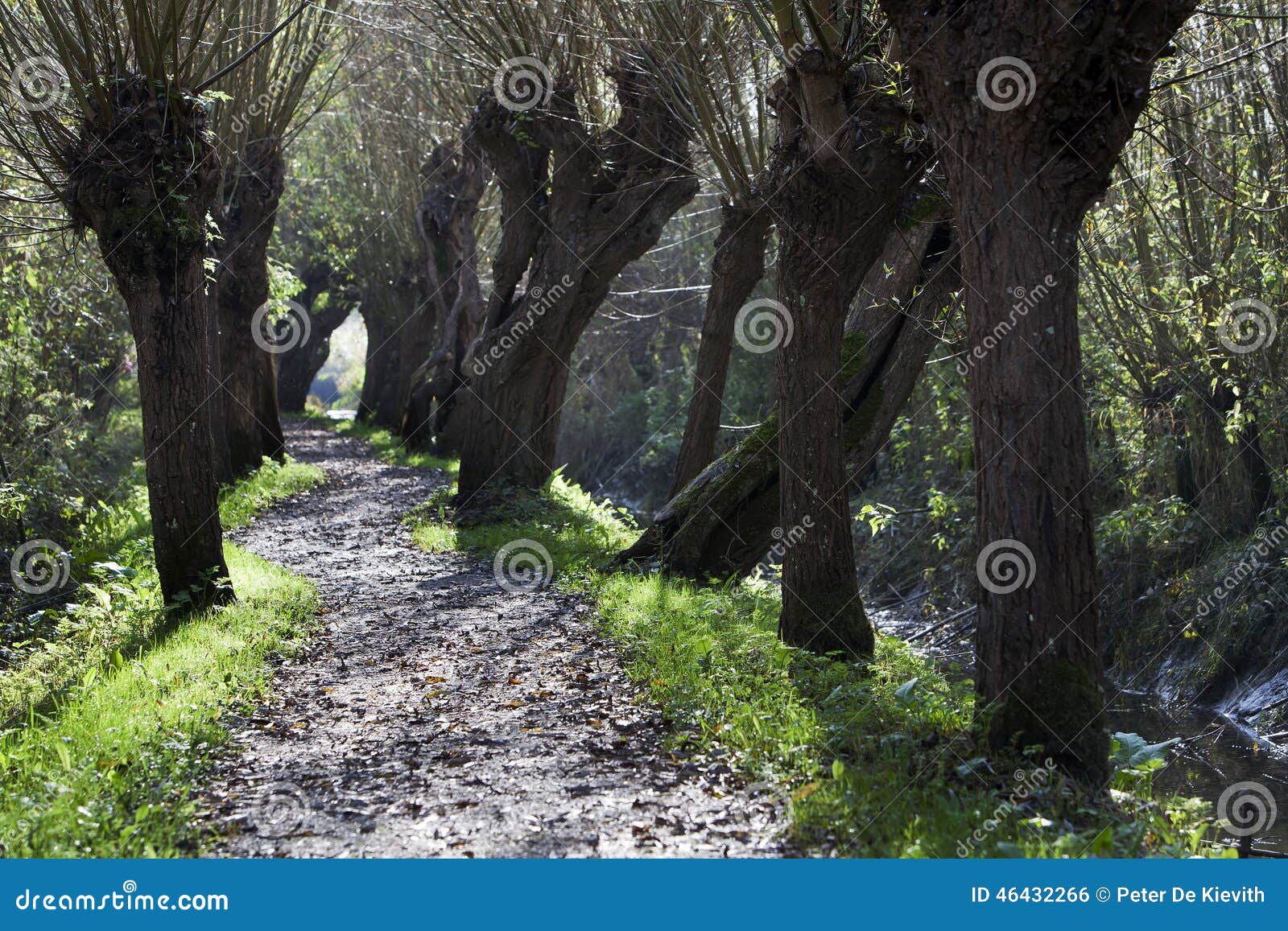 Willows path stock photo. Image of grienden, autumn, green - 46432266