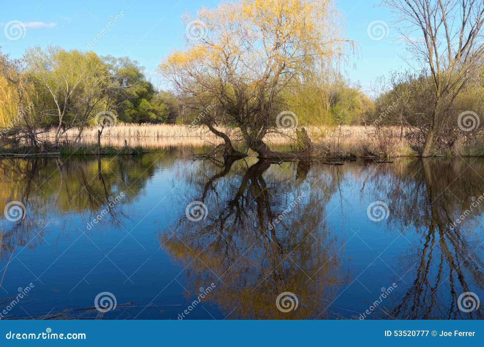 Willows Reeds and Pond in Spring Stock Image - Image of woods, west ...