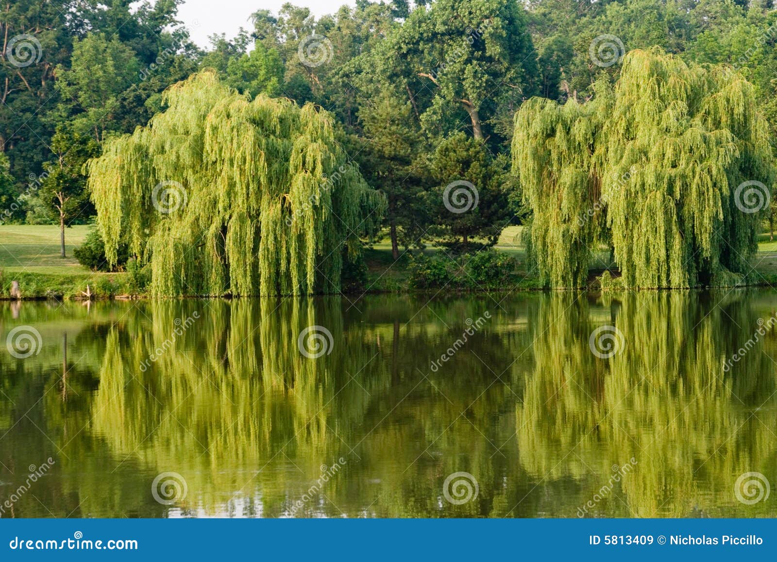 Willows and reflections stock image. Image of lake, city - 5813409