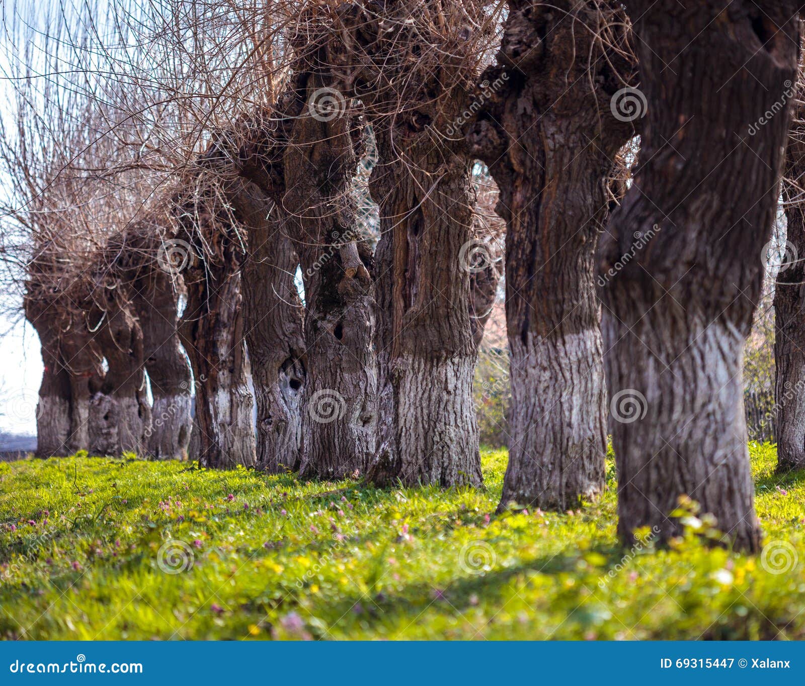 Willows in a row stock image. Image of rural, woods, vibrant - 69315447