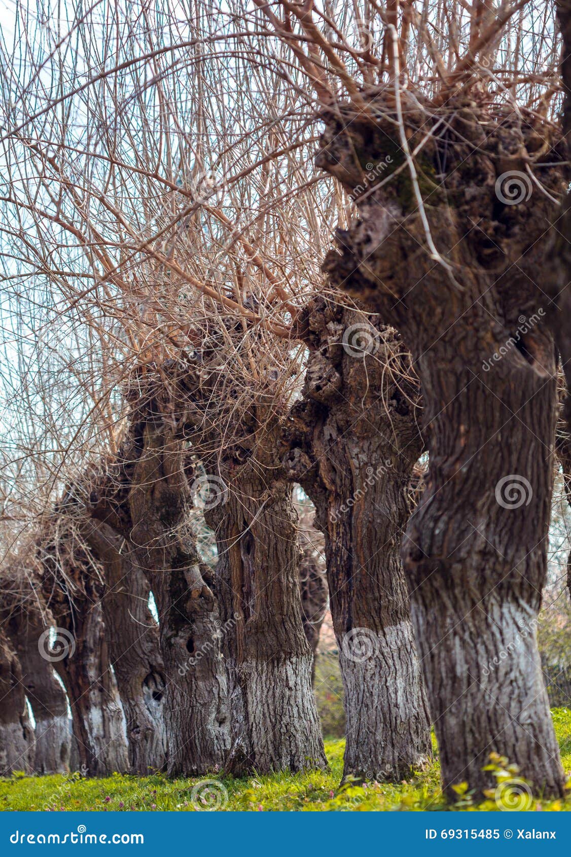 Willows in a row stock image. Image of young, spring - 69315485