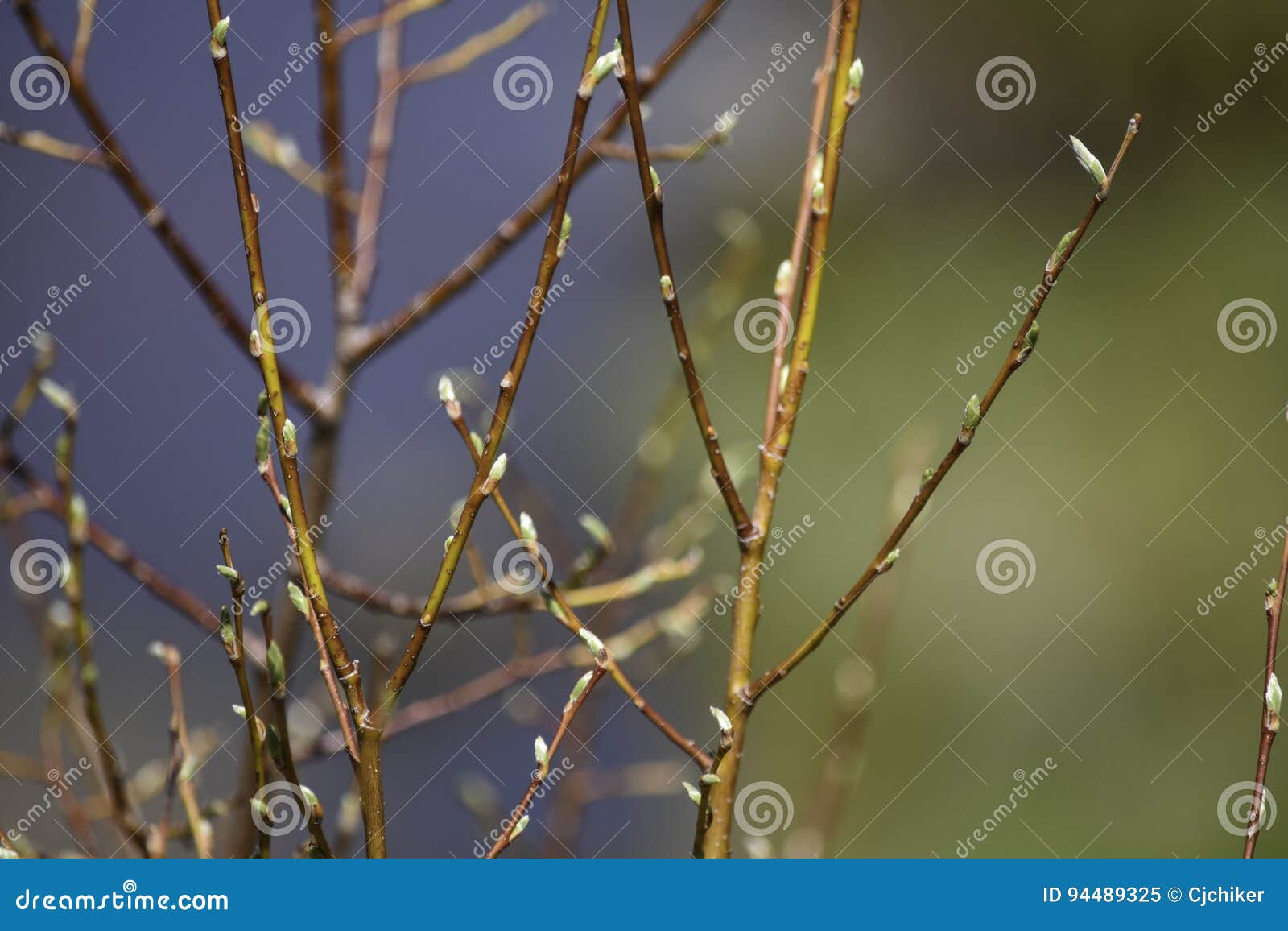 Willows Salix Branches stock image. Image of bright, park - 94489325