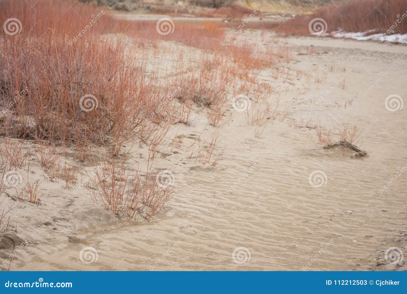Sandbar Willows Also Known As A Ditchbank Willow Or Coyote Willow In ...