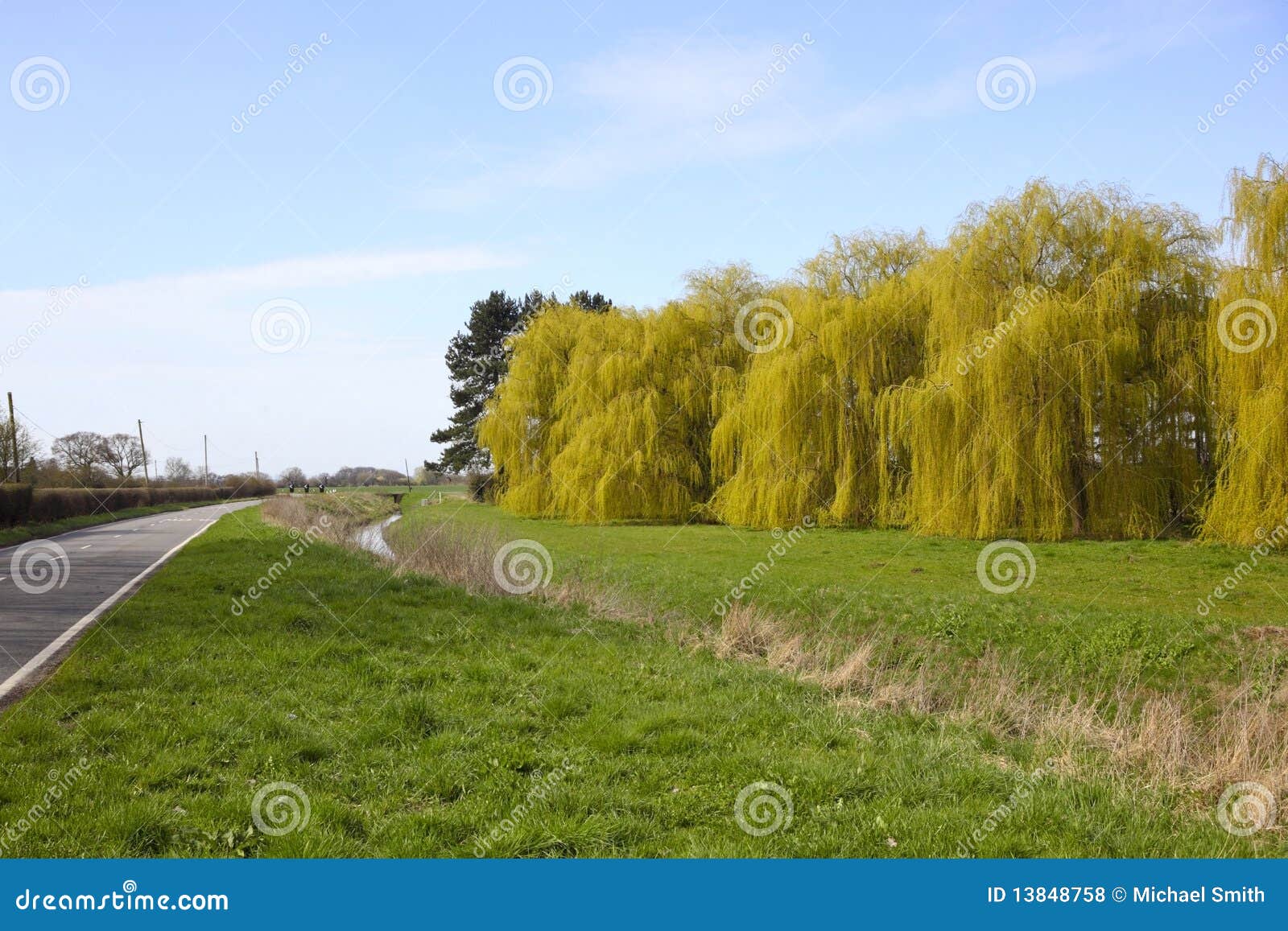 Willows in springtime stock photo. Image of nature, rural - 13848758