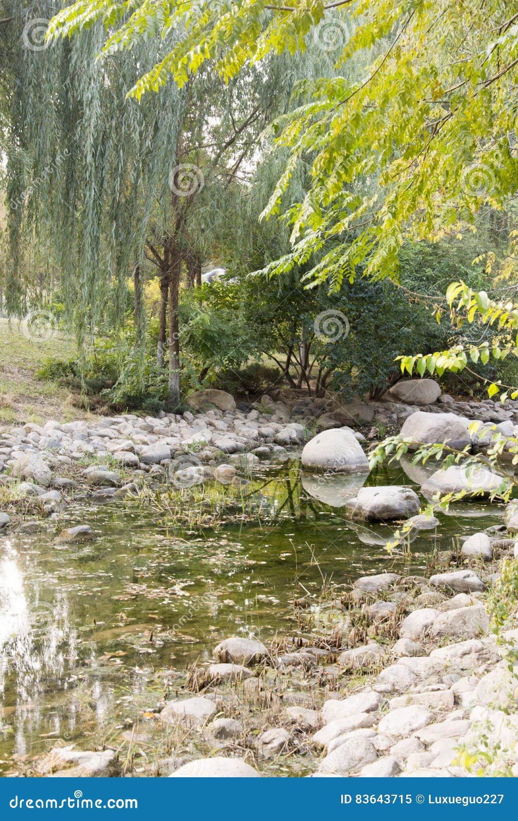 Willows and stones stock image. Image of green, nature - 83643715