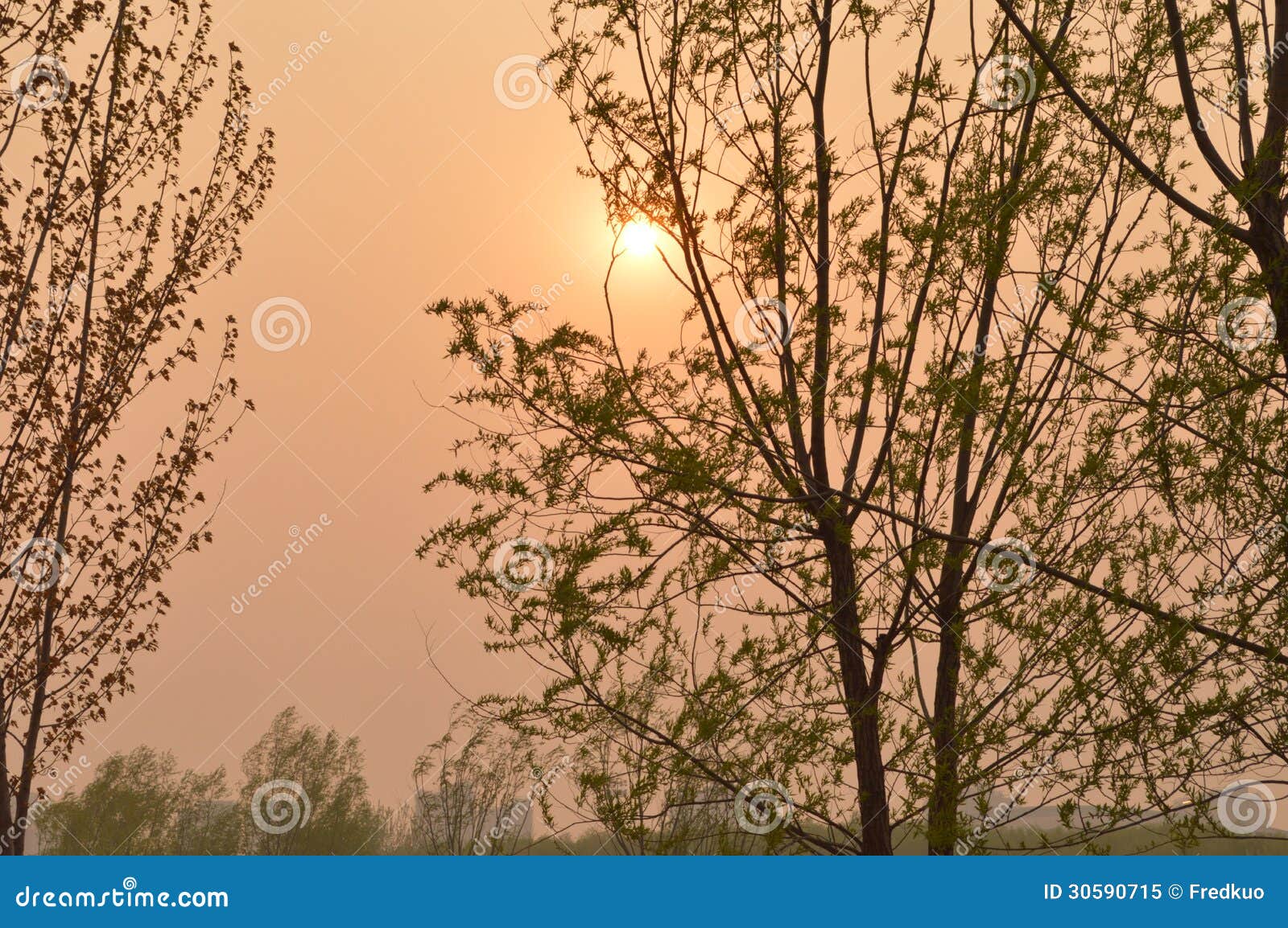 Willows at Sunset in park stock image. Image of park - 30590715