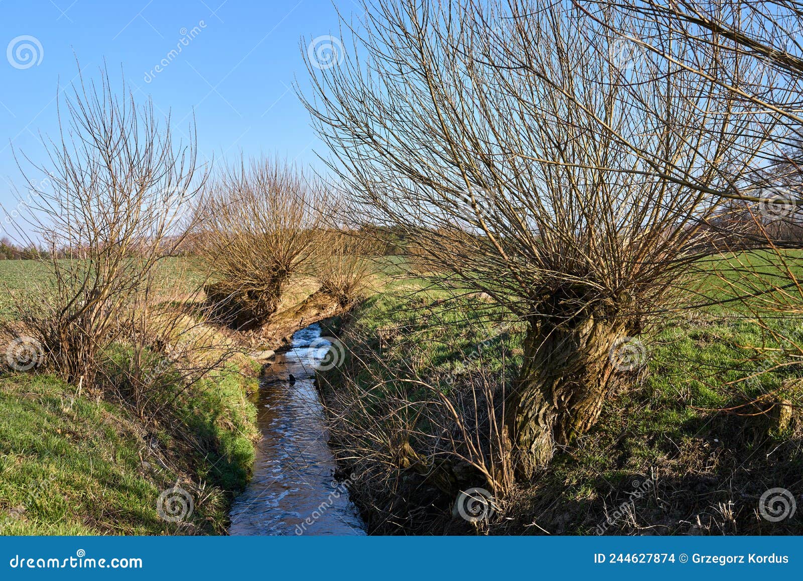 Willows Tree on a Stream on a Sunny Early Spring Day Stock Photo ...