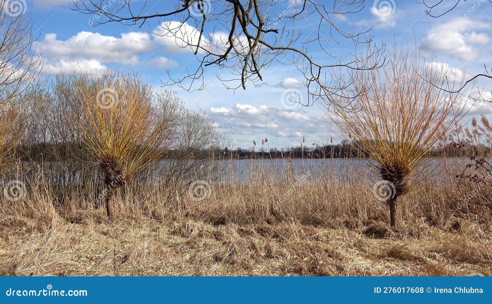 Willows Tree by the Water (Salix). Willow Twigs Prepared As a ...
