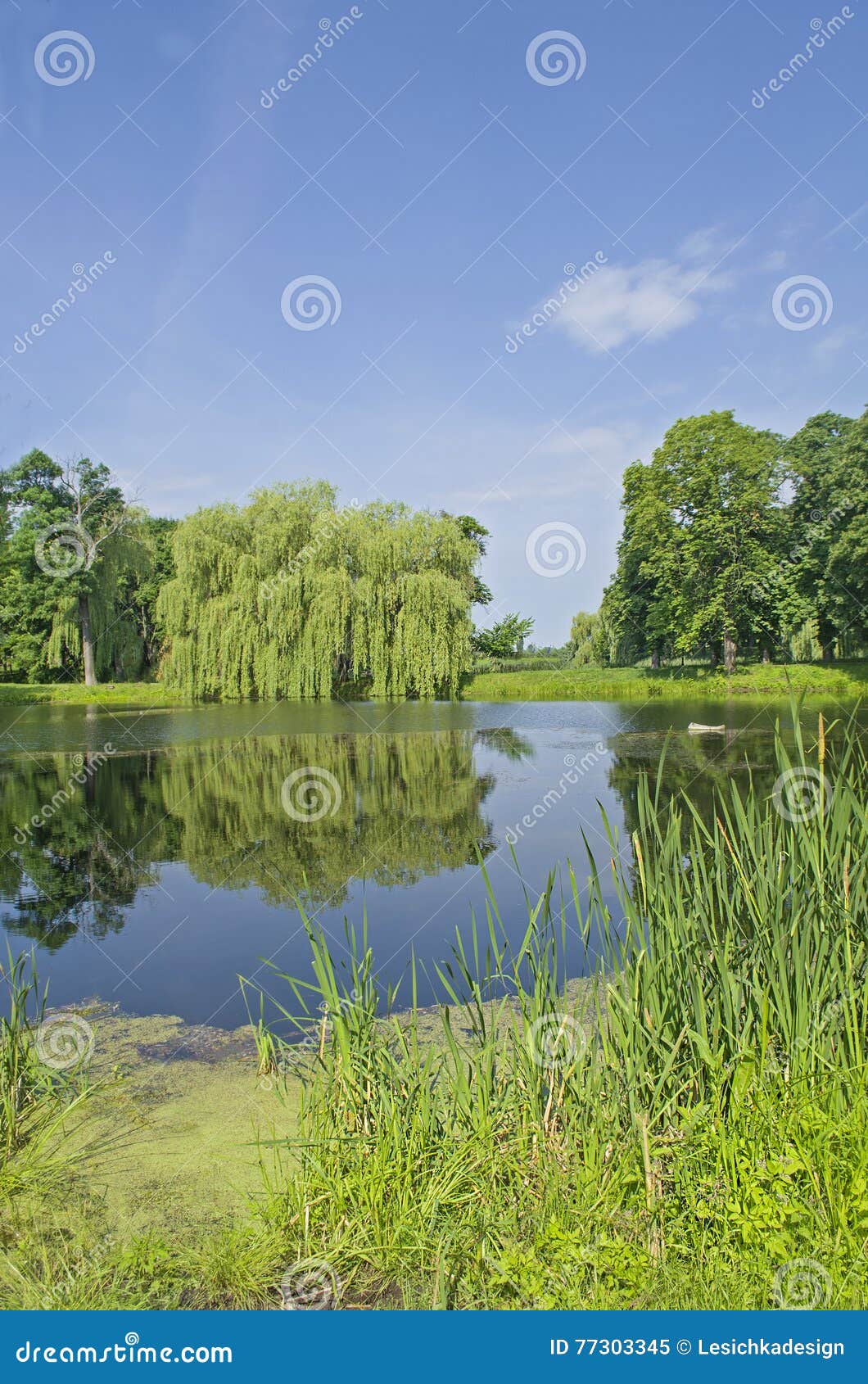 Willows trees by the river stock image. Image of green - 77303345
