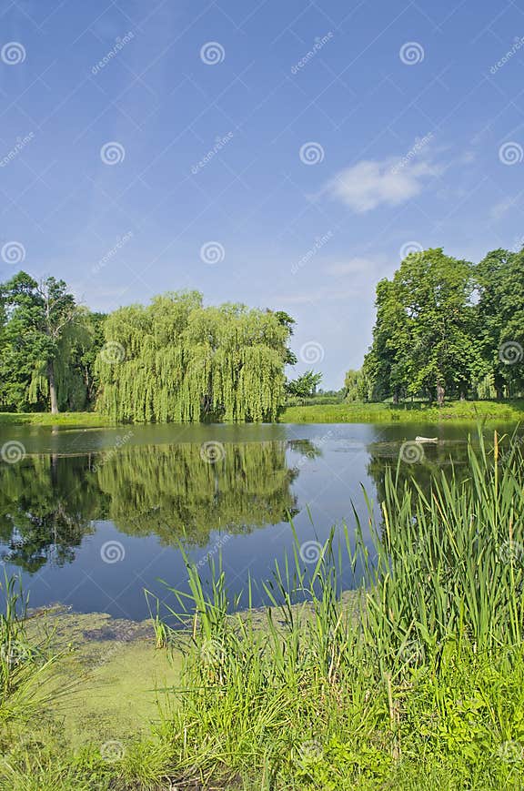 Willows trees by the river stock image. Image of green - 77303345